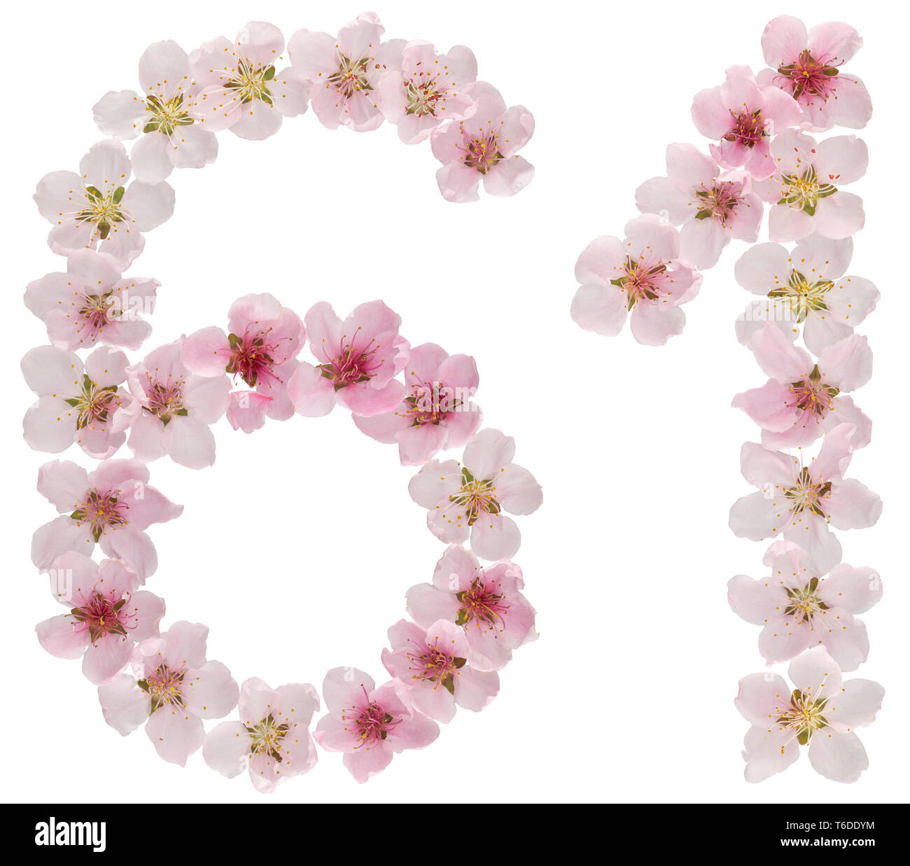 Numeral 61, sixty one, from natural pink flowers of peach tree ...