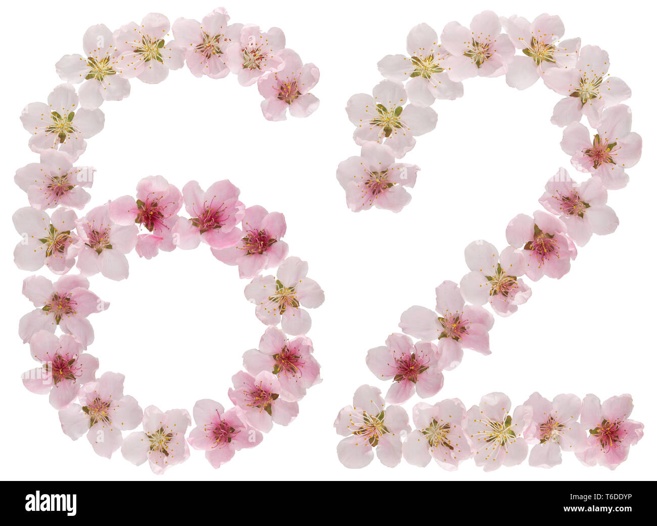 Numeral 62, sixty two, from natural pink flowers of peach tree ...