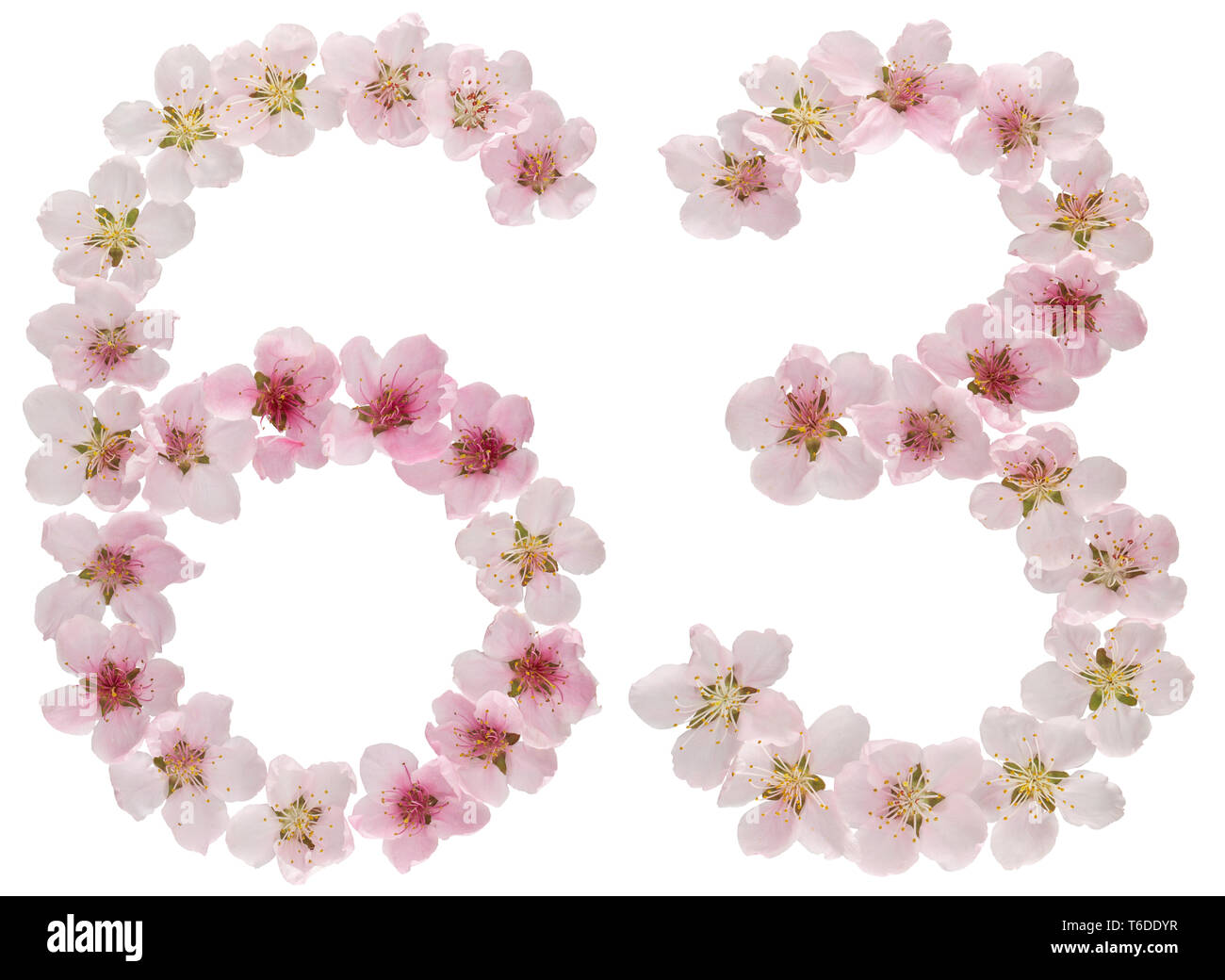 Numeral 63, sixty three, from natural pink flowers of peach tree ...