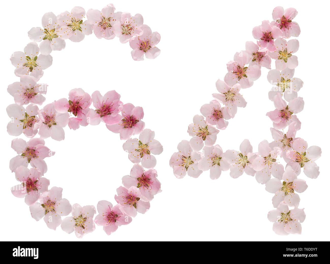 Numeral 64, sixty four, from natural pink flowers of peach tree ...