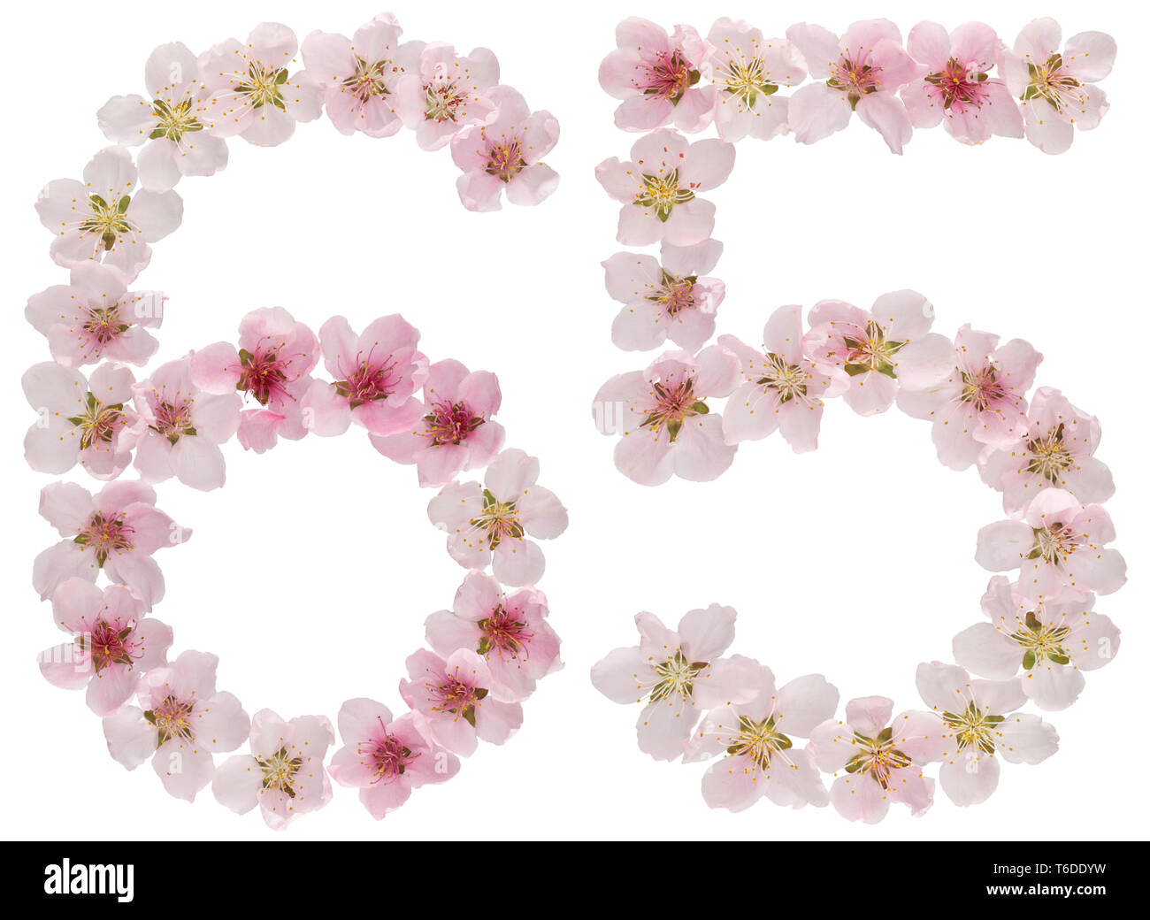 Numeral 65, sixty five, from natural pink flowers of peach tree ...