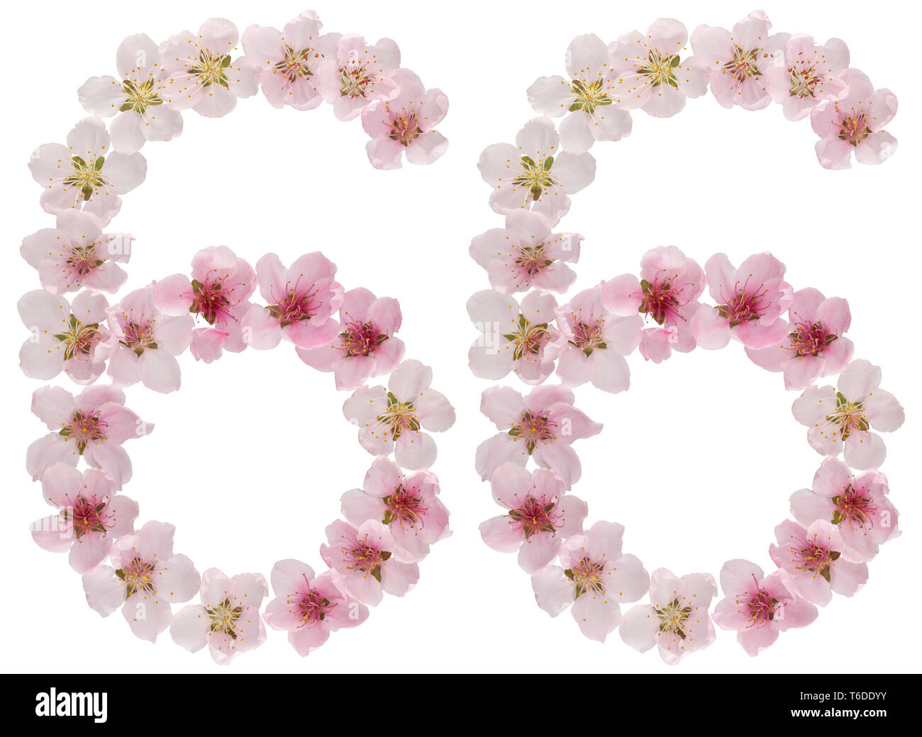 Numeral 66, sixty six, from natural pink flowers of peach tree ...