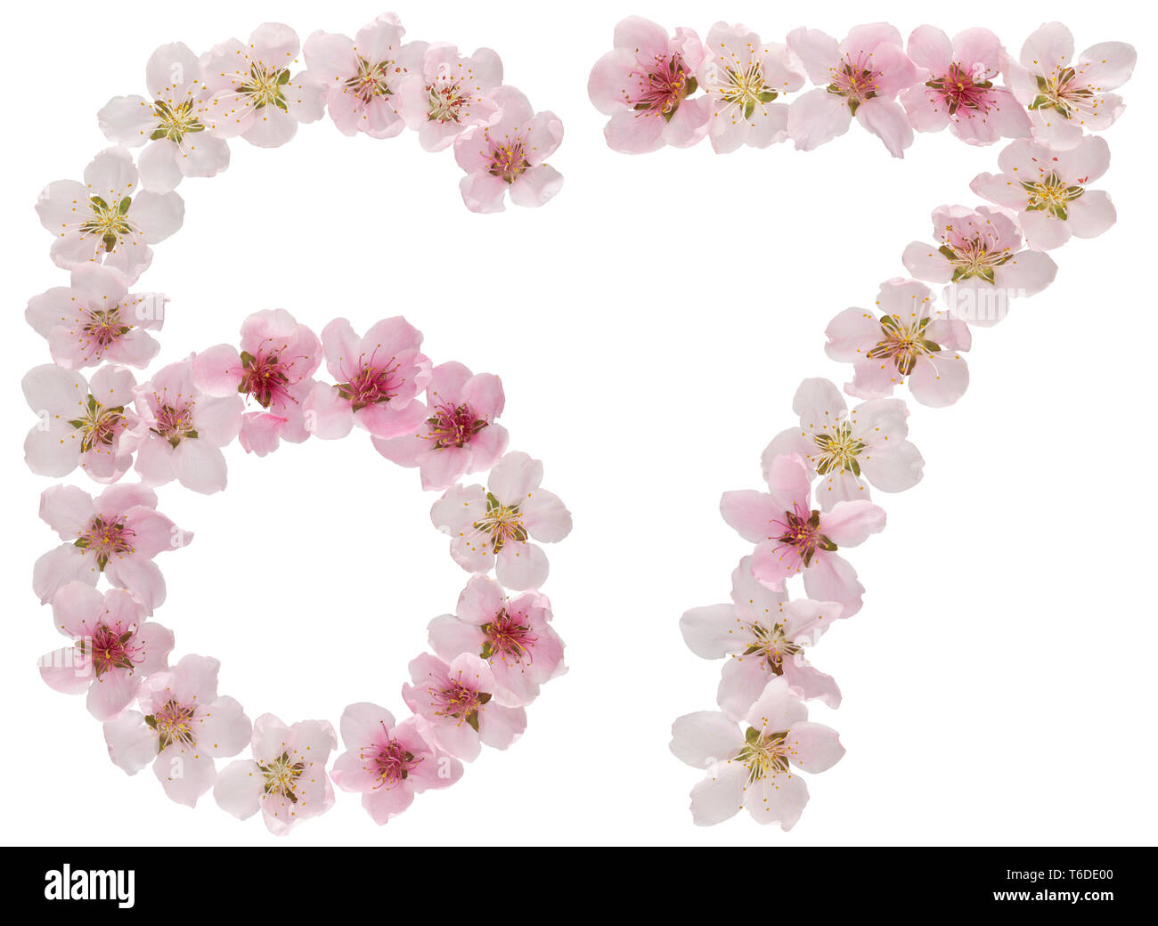 Numeral 67, sixty seven, from natural pink flowers of peach tree ...