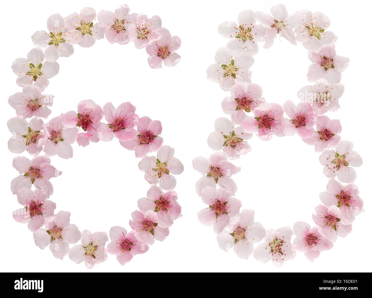 Numeral 68, sixty eight, from natural pink flowers of peach tree ...