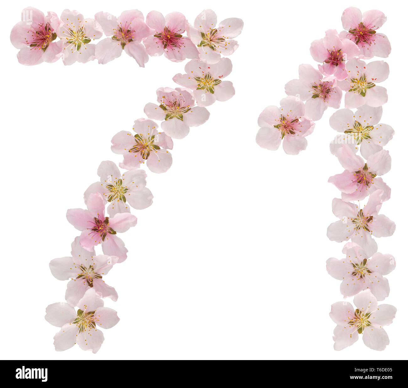 Numeral 71, seventy one, from natural pink flowers of peach tree ...