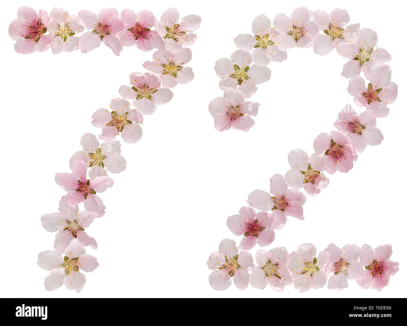 Numeral 72, seventy two, from natural pink flowers of peach tree ...