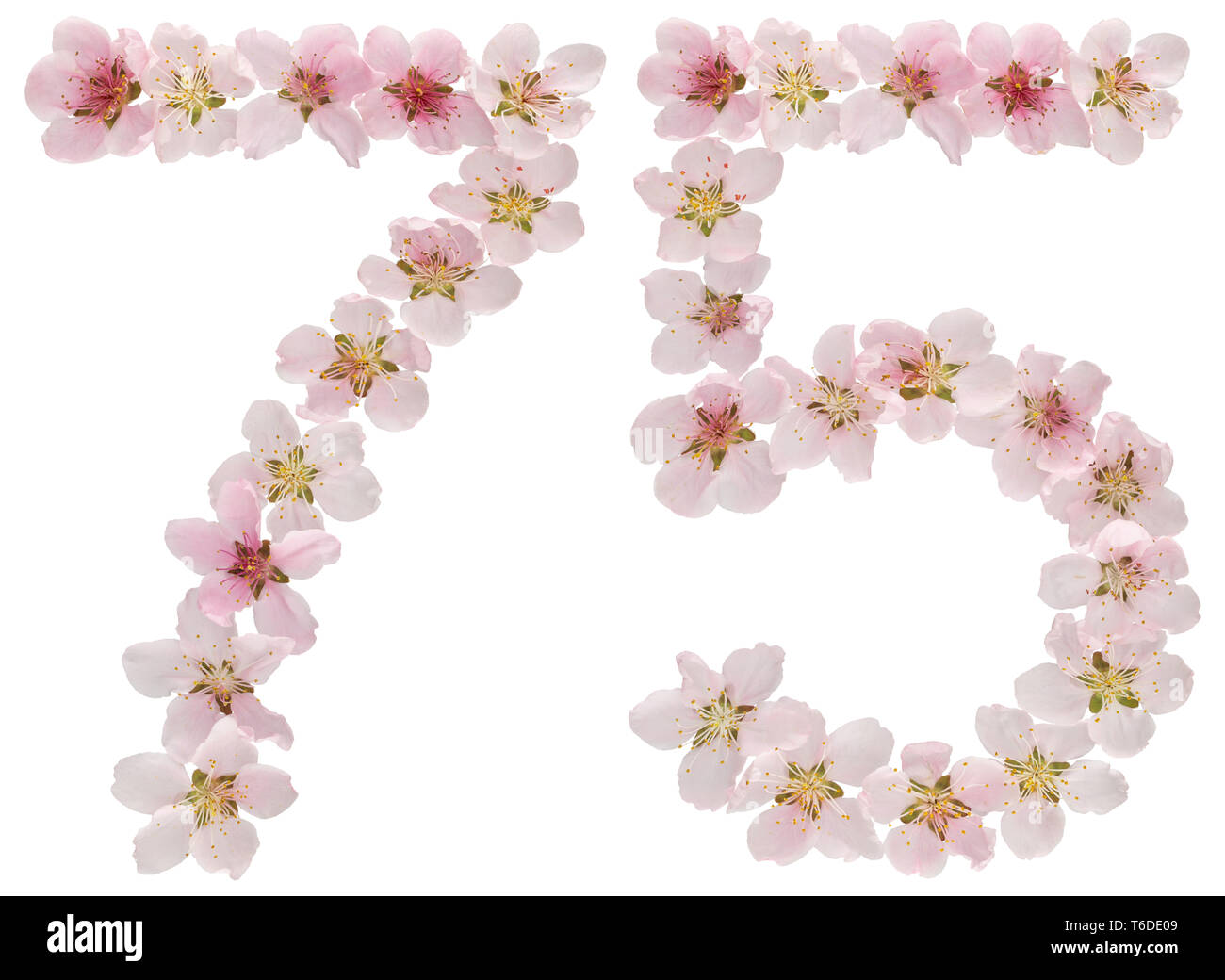 Numeral 75, seventy five, from natural pink flowers of peach tree ...