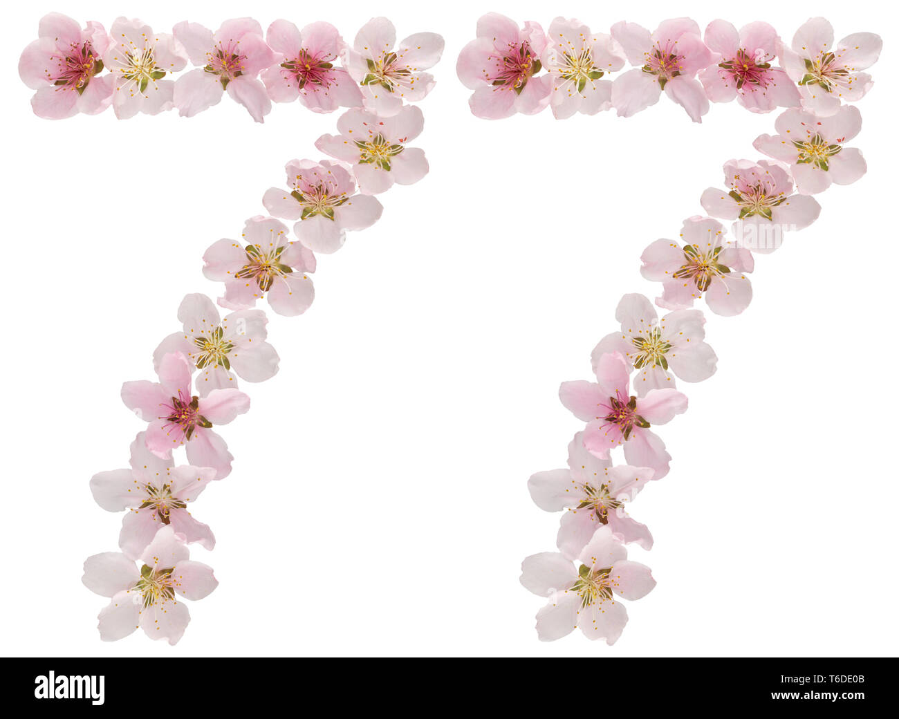 Numeral 77, seventy seven, from natural pink flowers of peach tree ...