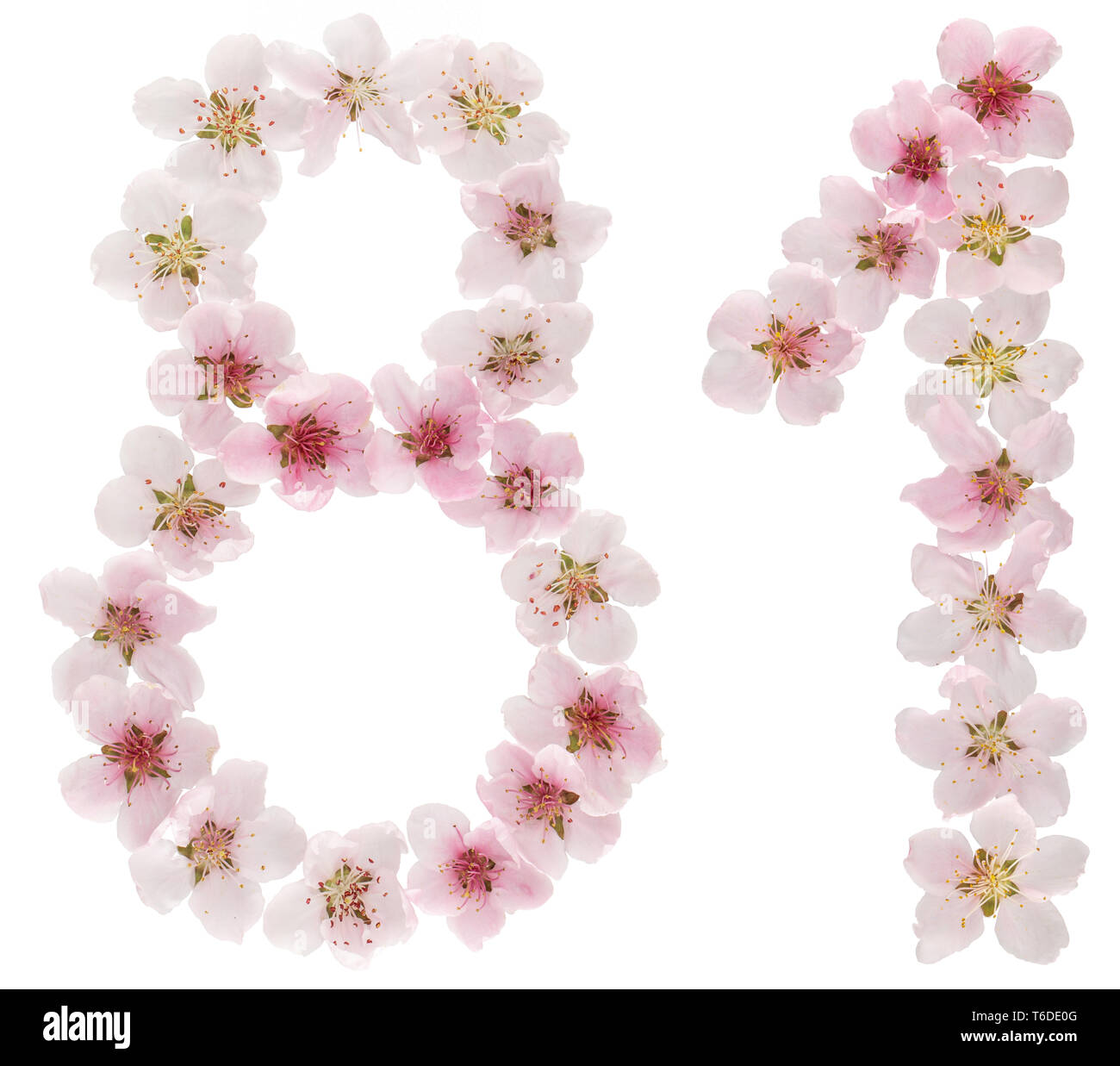 Numeral 81, eighty one, from natural pink flowers of peach tree ...