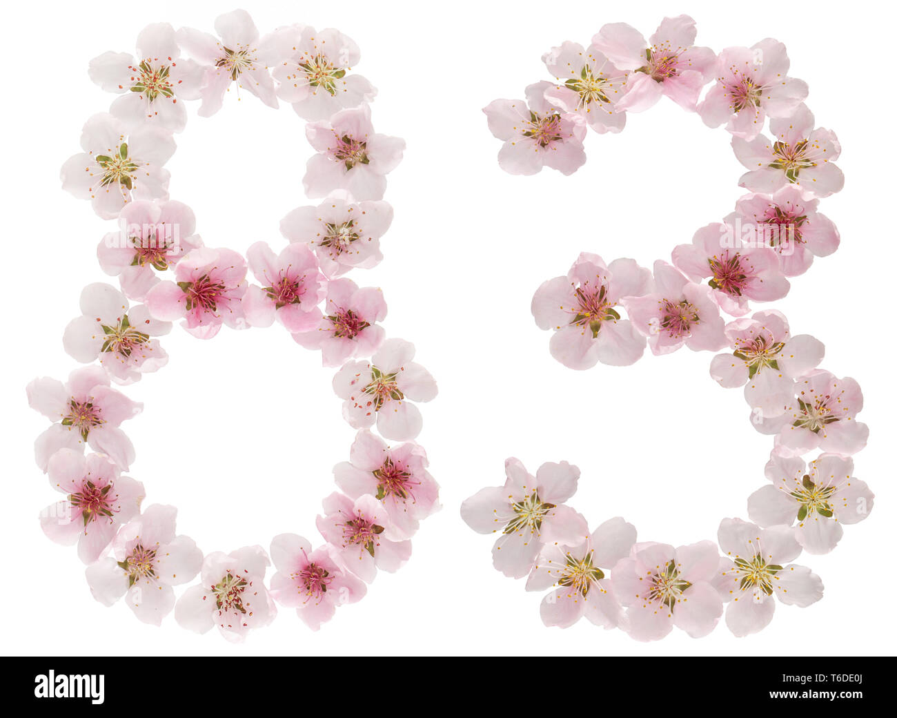 Numeral 83, eighty three, from natural pink flowers of peach tree ...