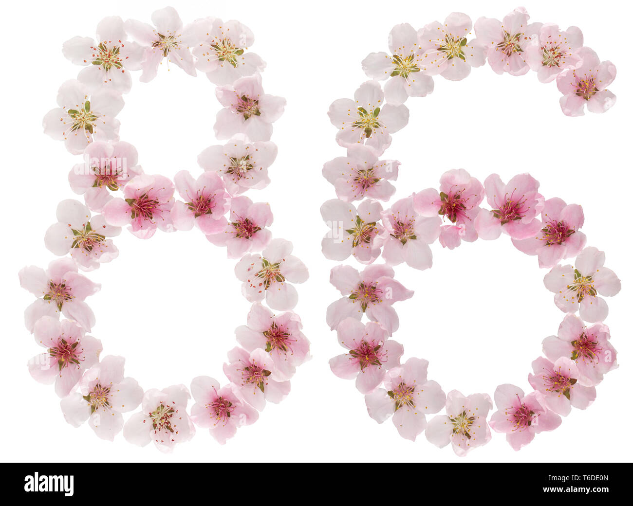 Numeral 86, eighty six, from natural pink flowers of peach tree ...