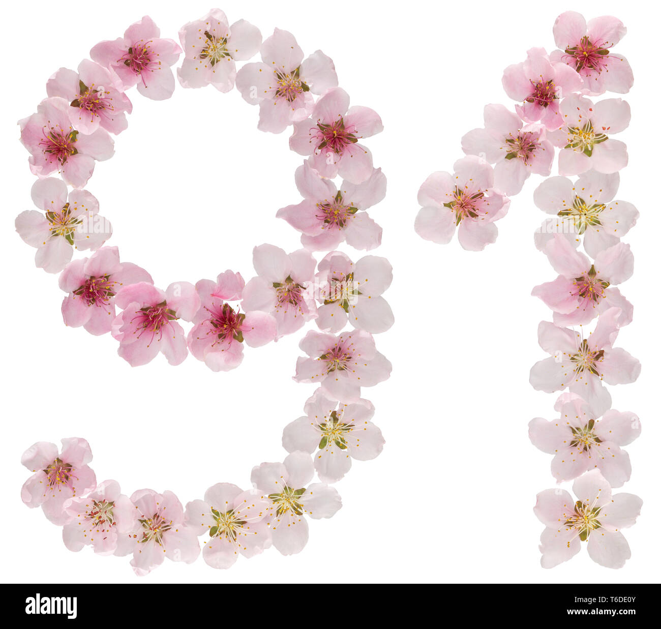 Numeral 91, ninety one, from natural pink flowers of peach tree, isolated on white background ...