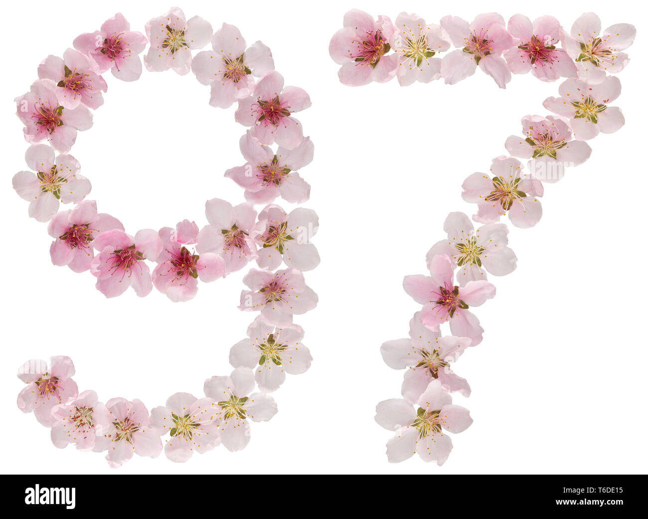 Numeral 97, ninety seven, from natural pink flowers of peach tree ...