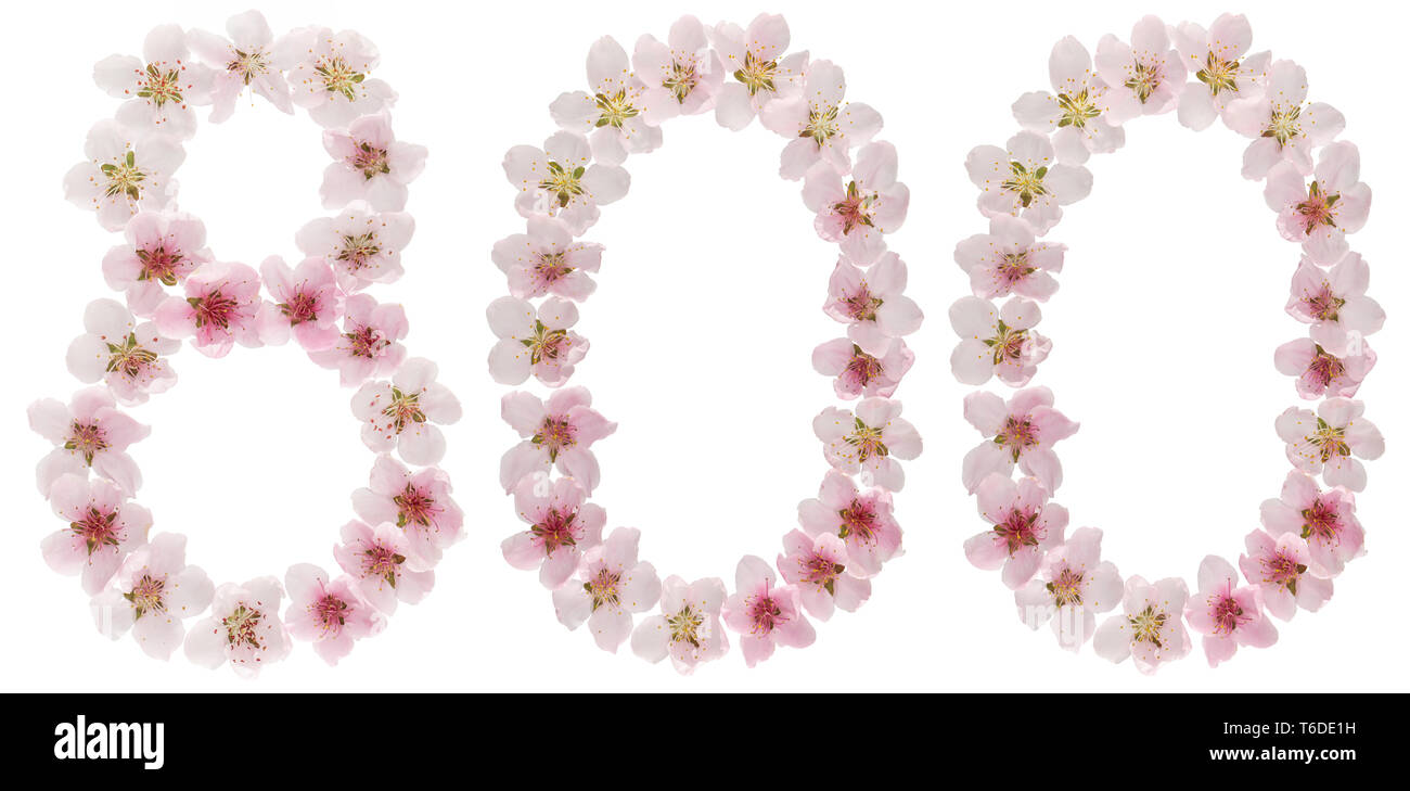 Numeral 800, eight hundred, from natural pink flowers of peach tree ...