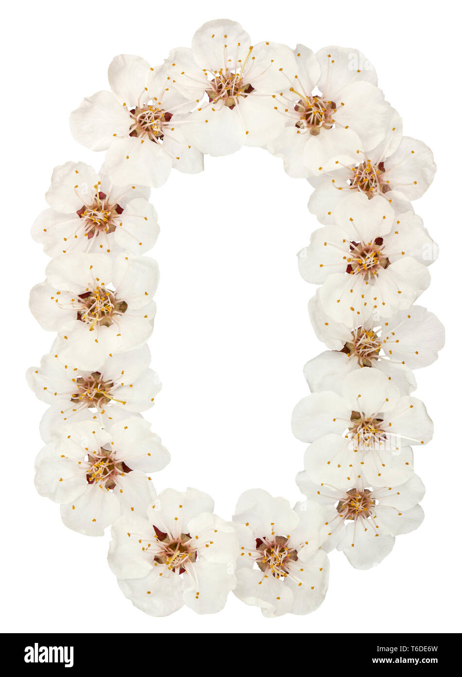 Numeral 0, zero, from natural white flowers of apricot tree, isolated ...