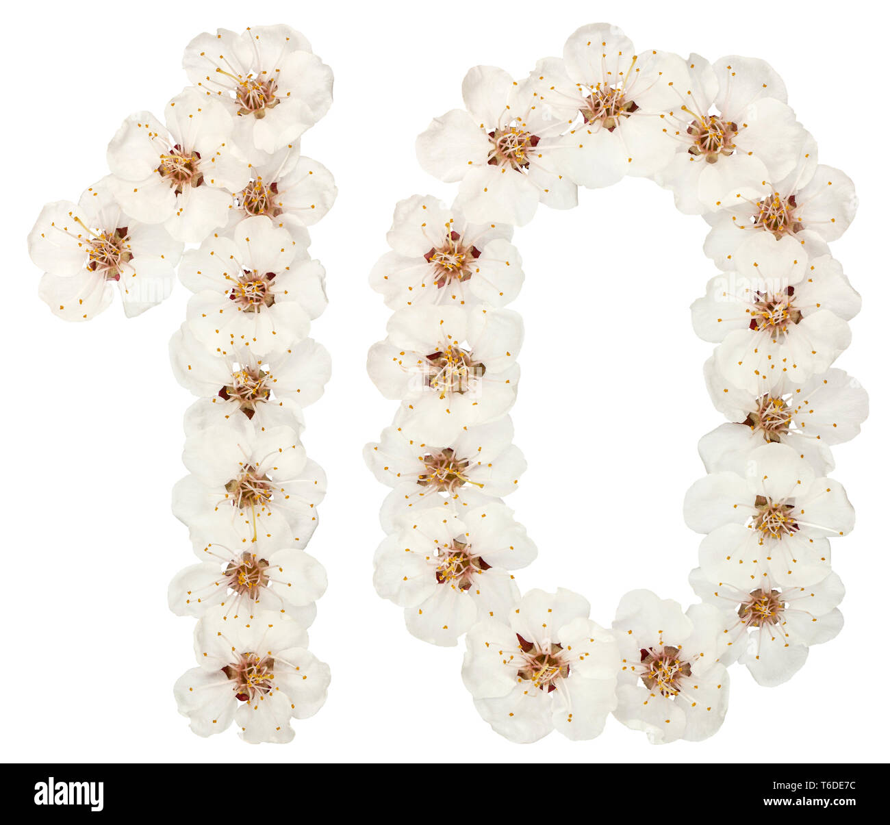 Numeral 10, ten, from natural white flowers of apricot tree, isolated ...