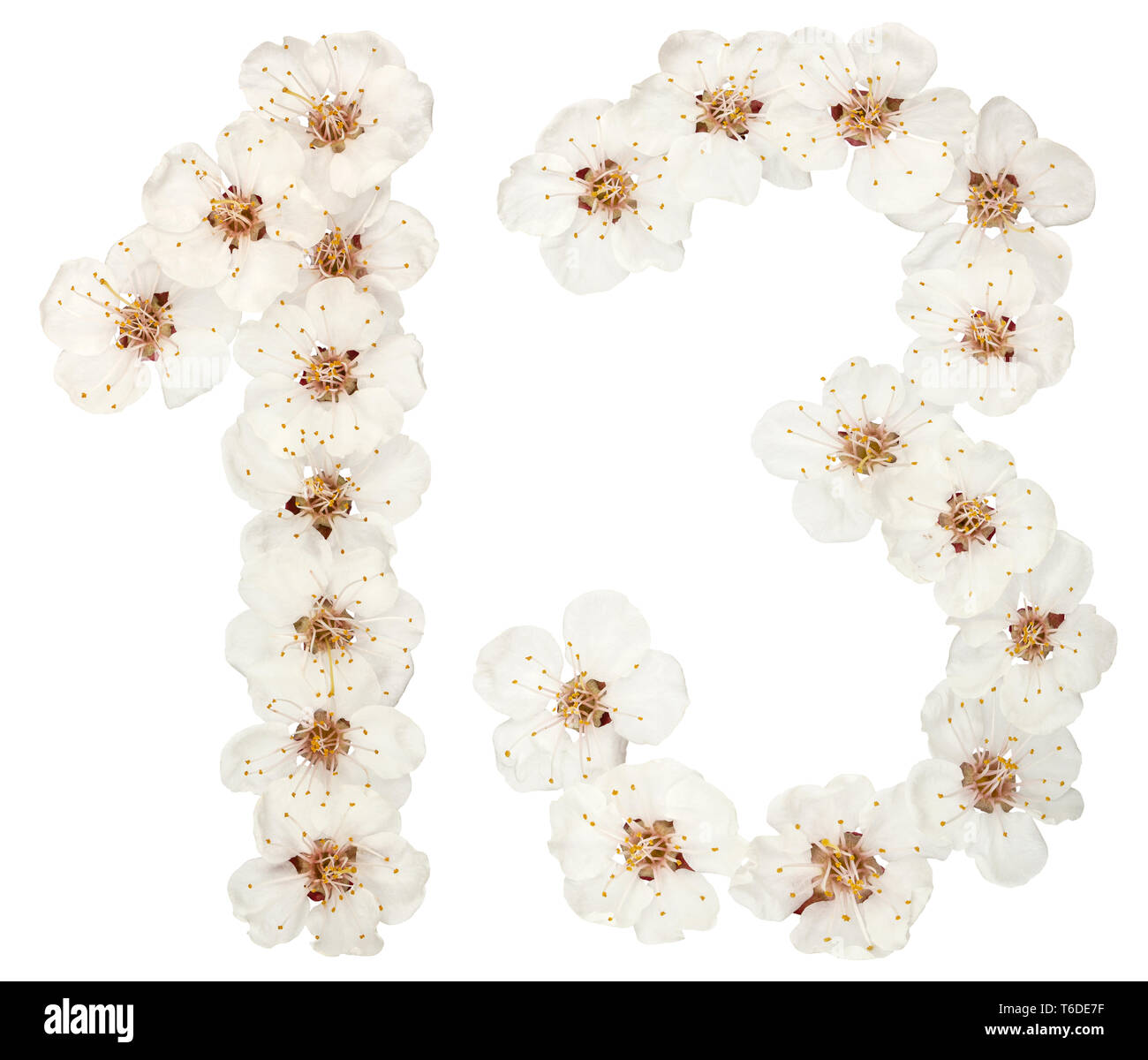 Numeral 13, thirteen, from natural white flowers of apricot tree ...