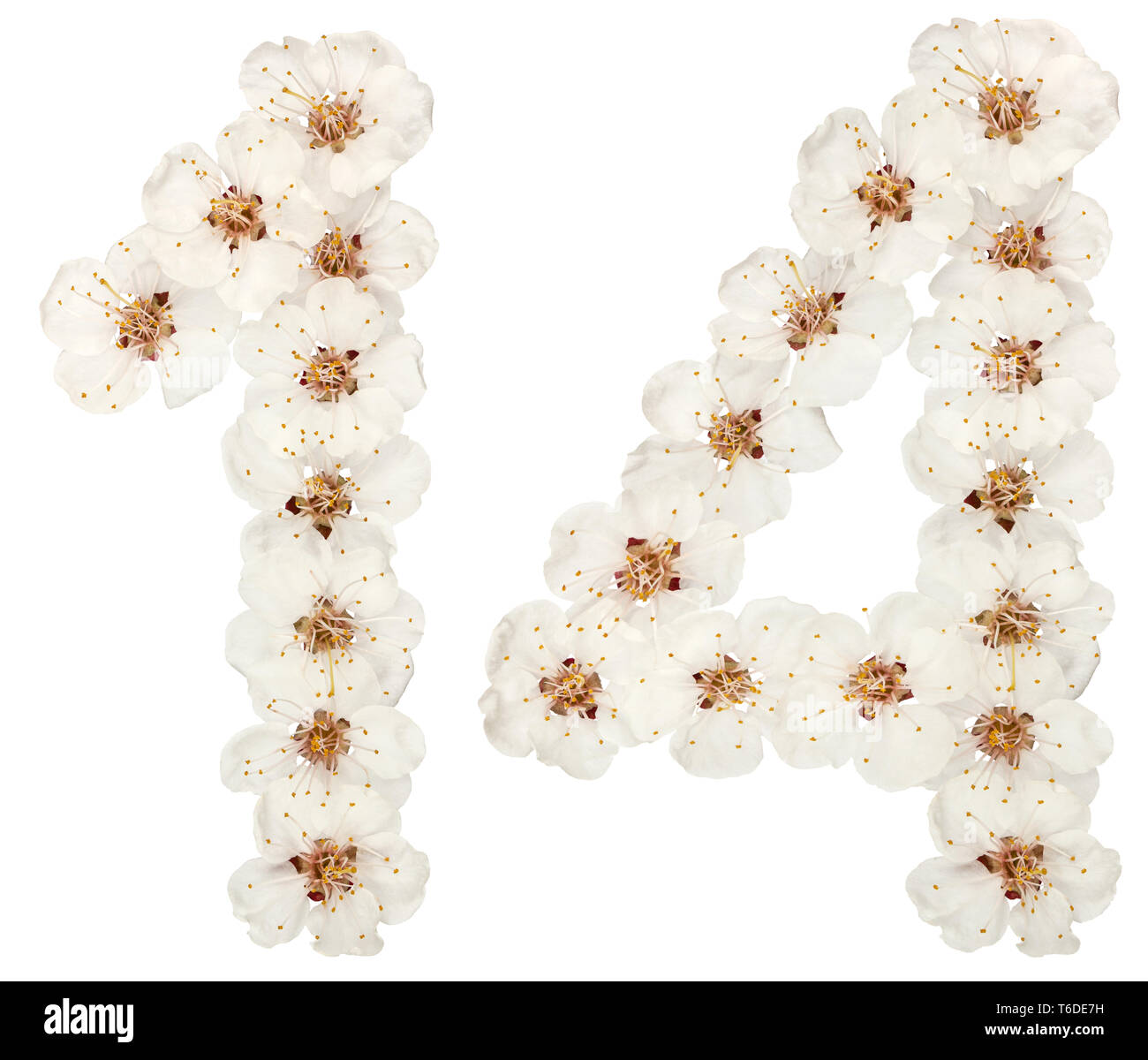 Numeral 14, fourteen, from natural white flowers of apricot tree ...