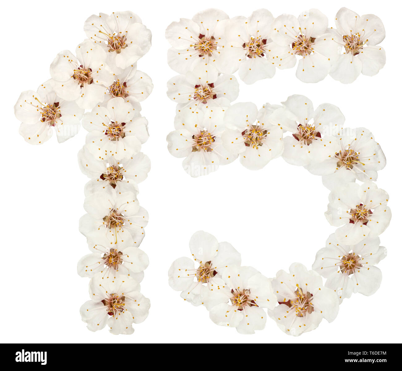 Numeral 15, fifteen, from natural white flowers of apricot tree ...