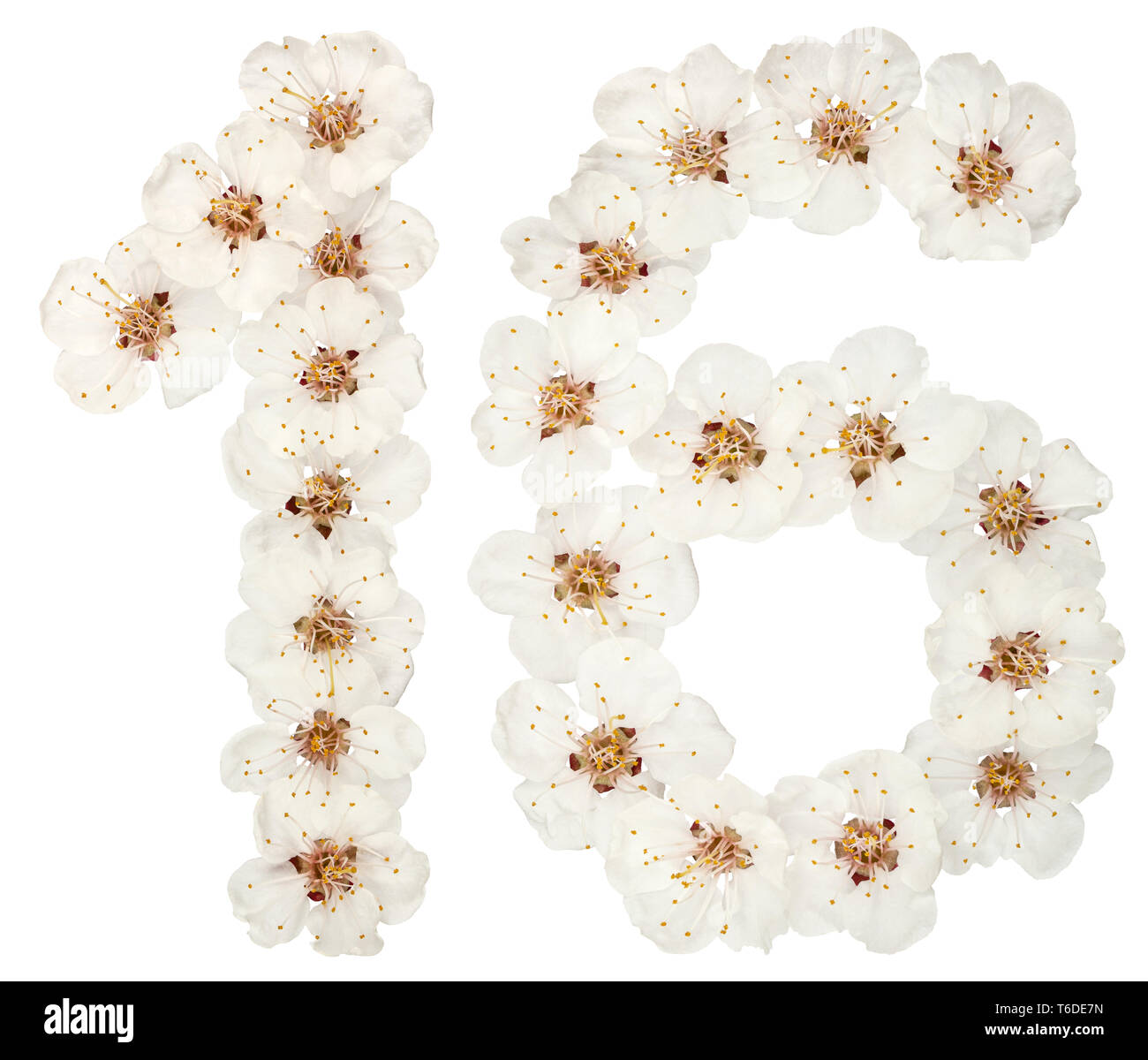Numeral 16, sixteen, from natural white flowers of apricot tree ...
