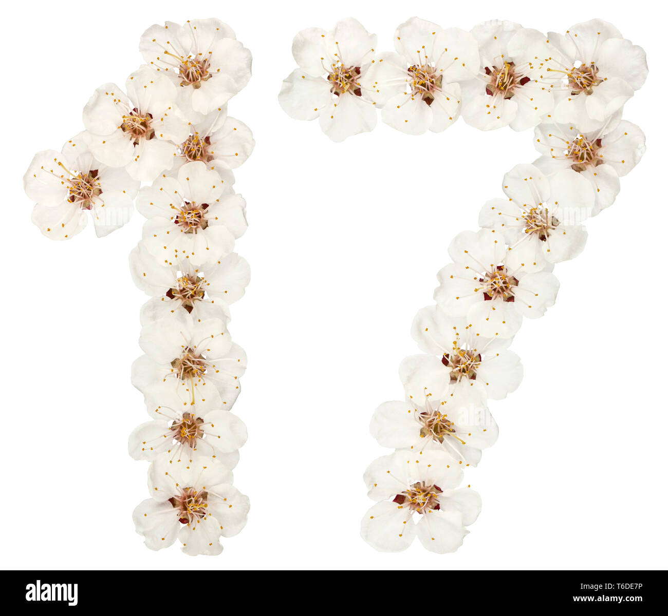 Numeral 17, seventeen, from natural white flowers of apricot tree ...