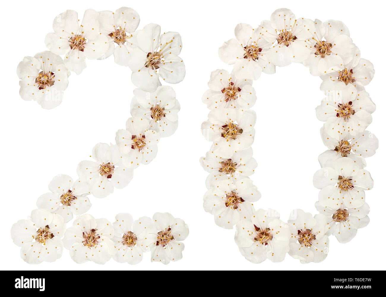 Numeral 20, twenty, from natural white flowers of apricot tree ...