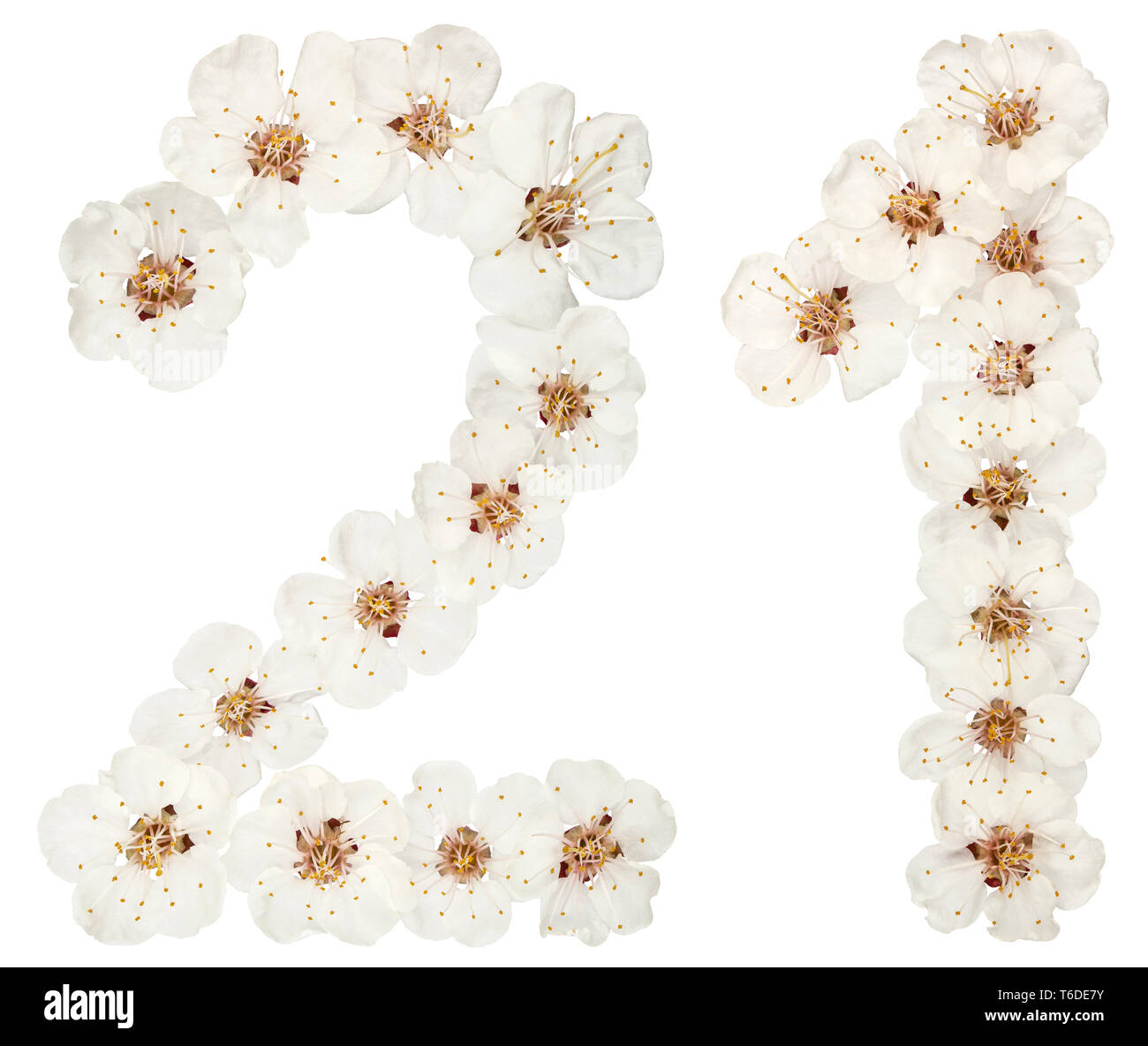 Numeral 21, twenty one, from natural white flowers of apricot tree ...