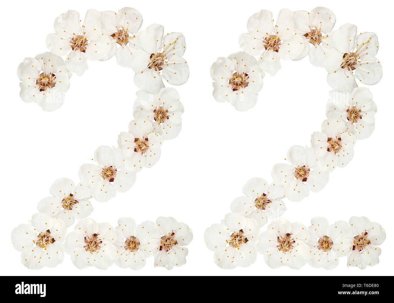 Numeral 22, twenty two, from natural white flowers of apricot tree ...