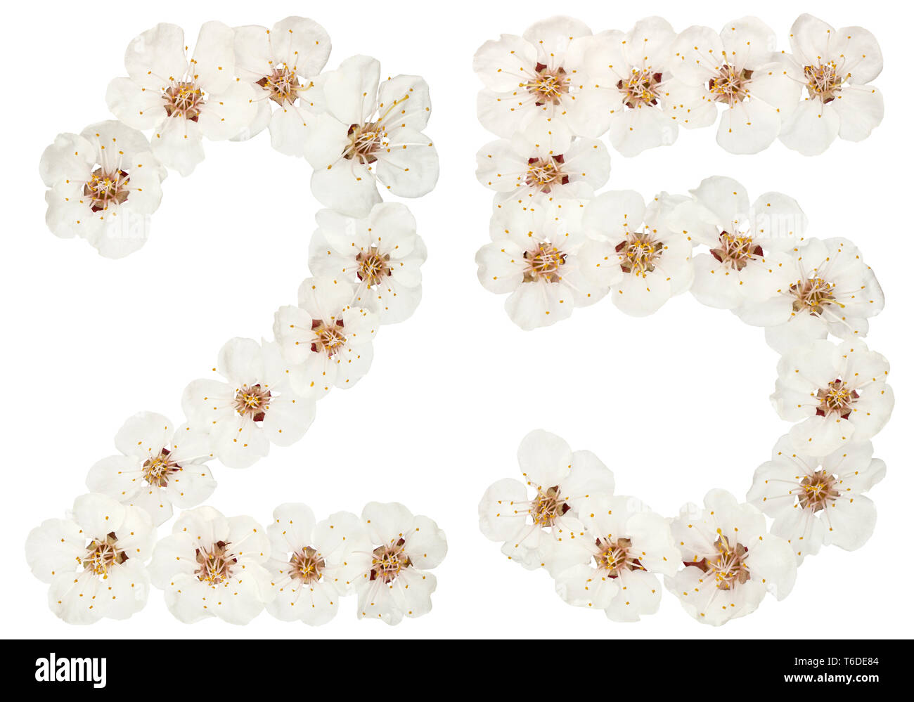 Numeral 25, twenty five, from natural white flowers of apricot tree ...