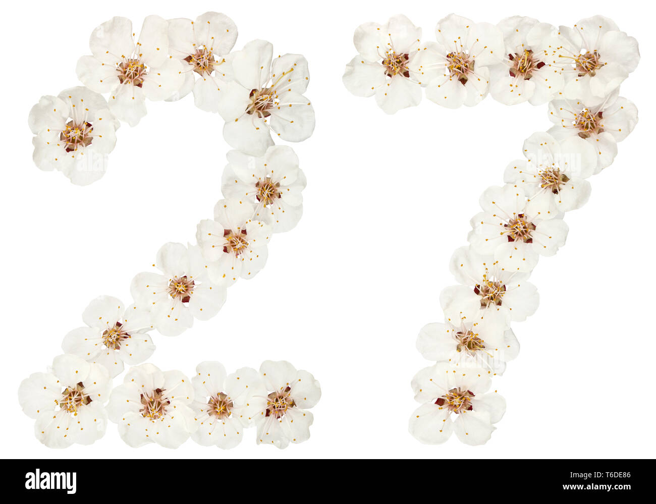 Numeral 27, twenty seven, from natural white flowers of apricot tree ...
