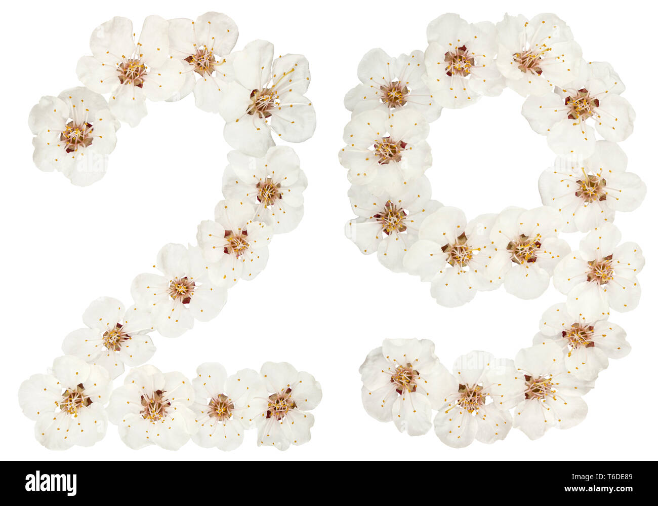 Numeral 29, twenty nine, from natural white flowers of apricot tree ...