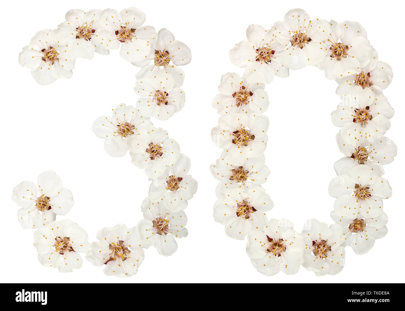Numeral 30, thirty, from natural white flowers of apricot tree ...