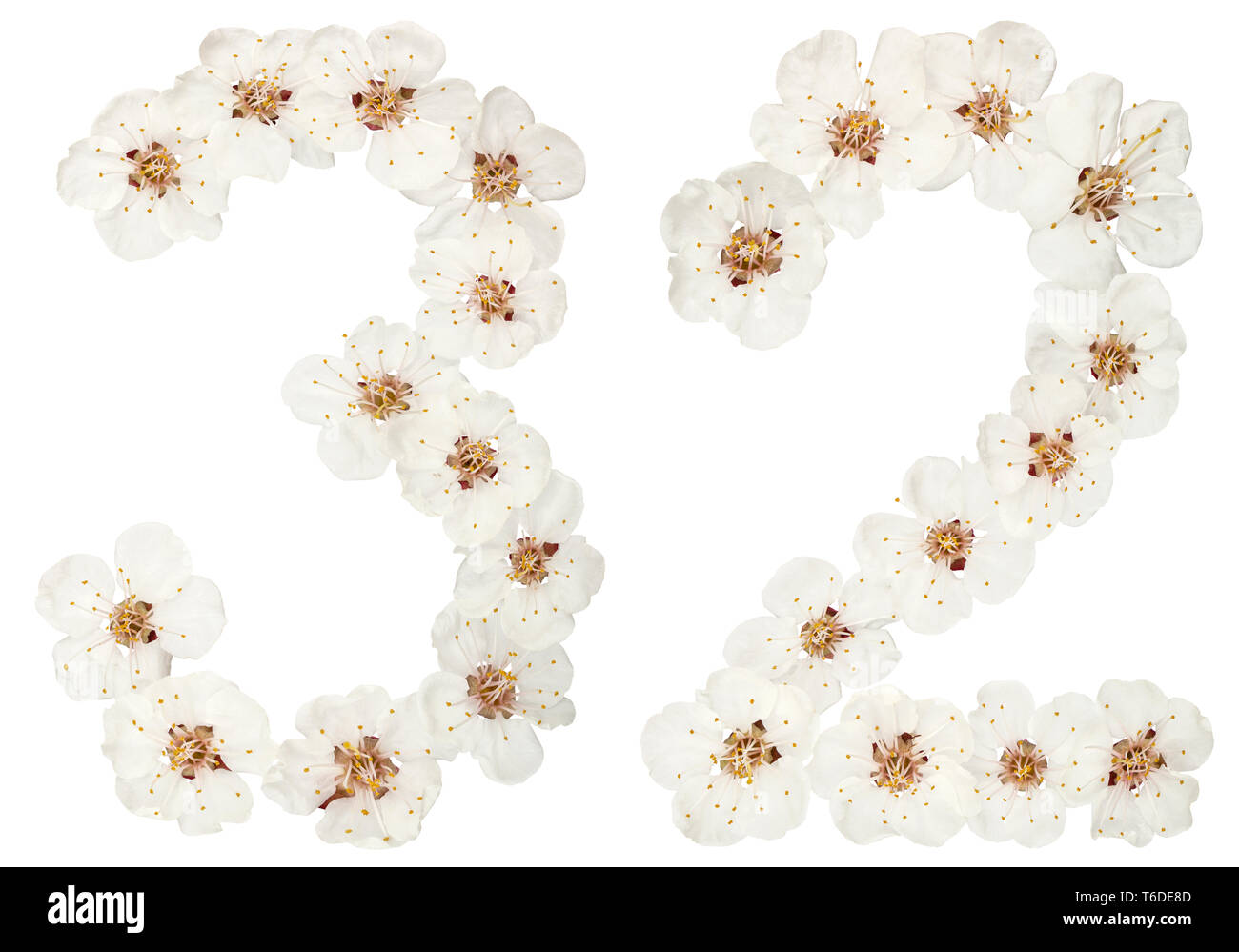 Numeral 32, thirty two, from natural white flowers of apricot tree ...