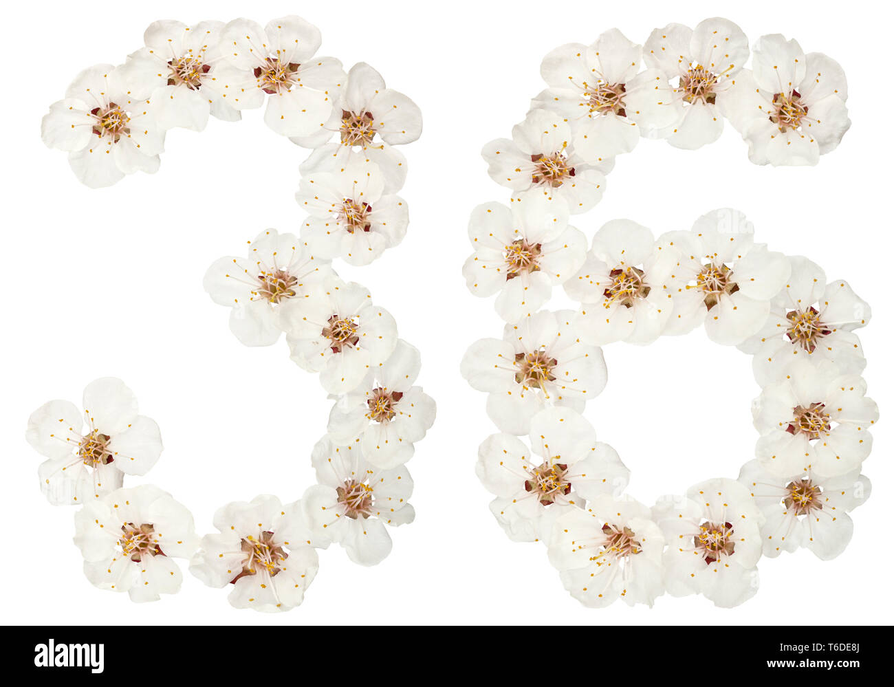 Numeral 36, thirty six, from natural white flowers of apricot tree ...