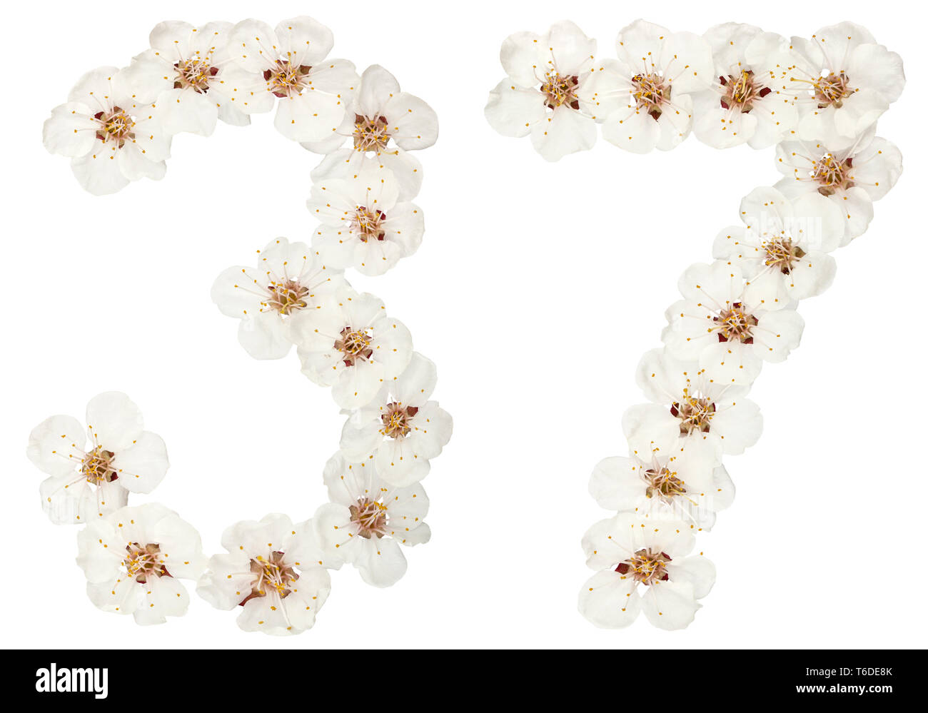 Numeral 37, thirty seven, from natural white flowers of apricot tree ...