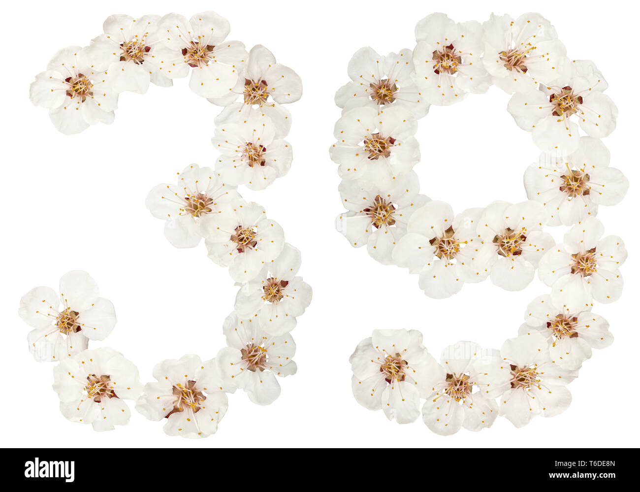Numeral 39, thirty nine, from natural white flowers of apricot tree ...