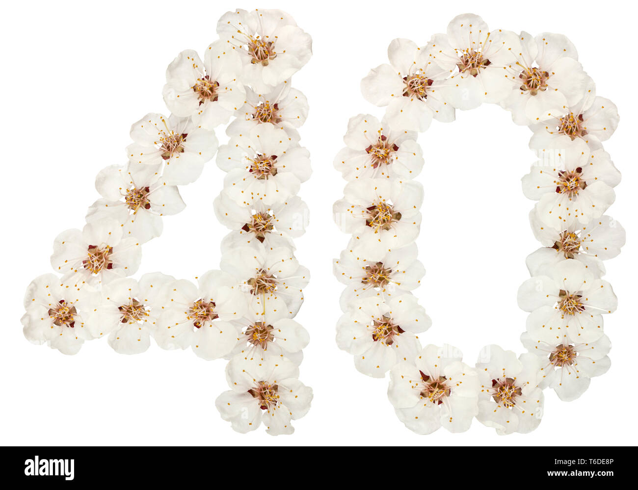 Numeral 40, forty, from natural white flowers of apricot tree, isolated ...