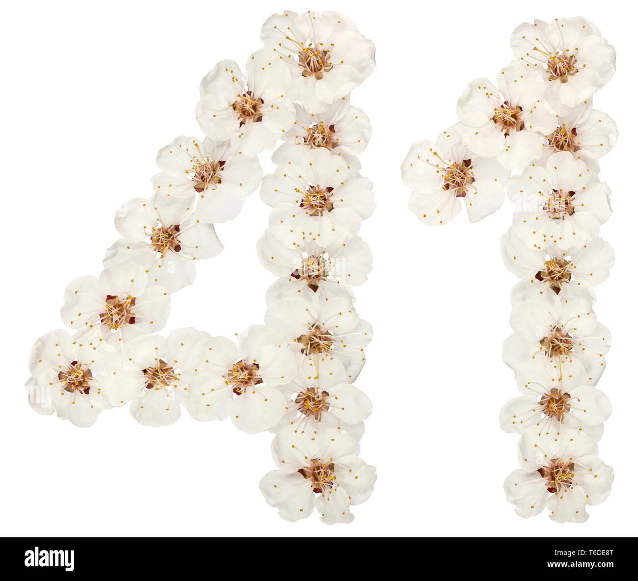 Numeral 41, forty one, from natural white flowers of apricot tree ...