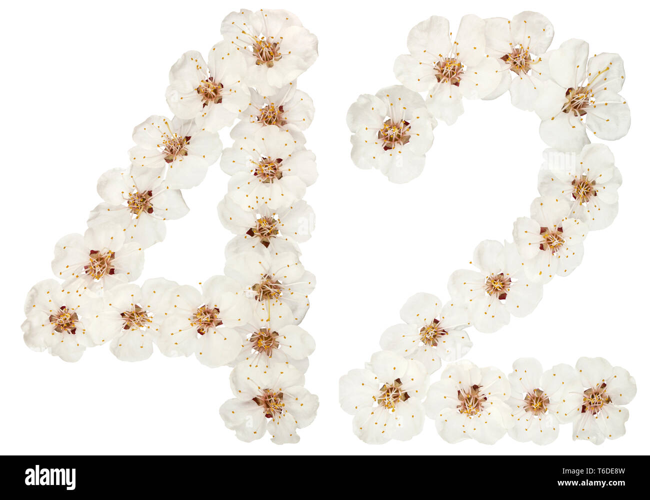 Numeral 42, forty two, from natural white flowers of apricot tree ...