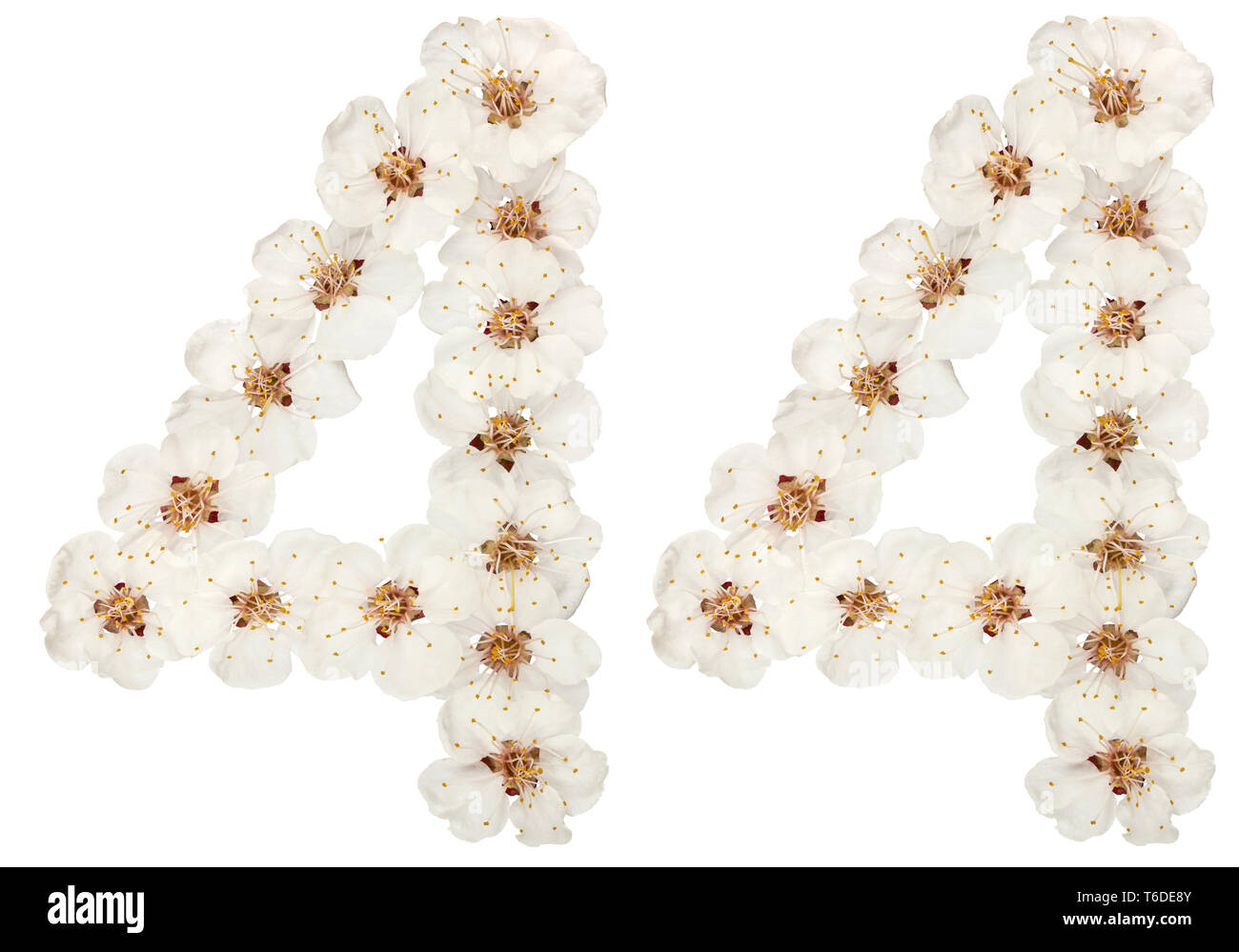 Numeral 44, forty four, from natural white flowers of apricot tree ...