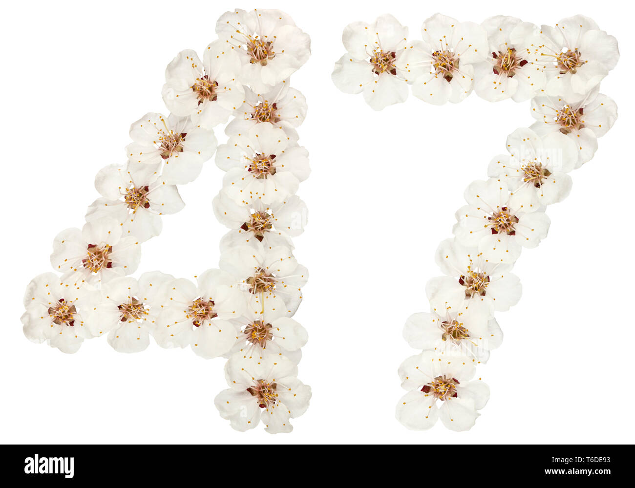 Numeral 47, forty seven, from natural white flowers of apricot tree ...