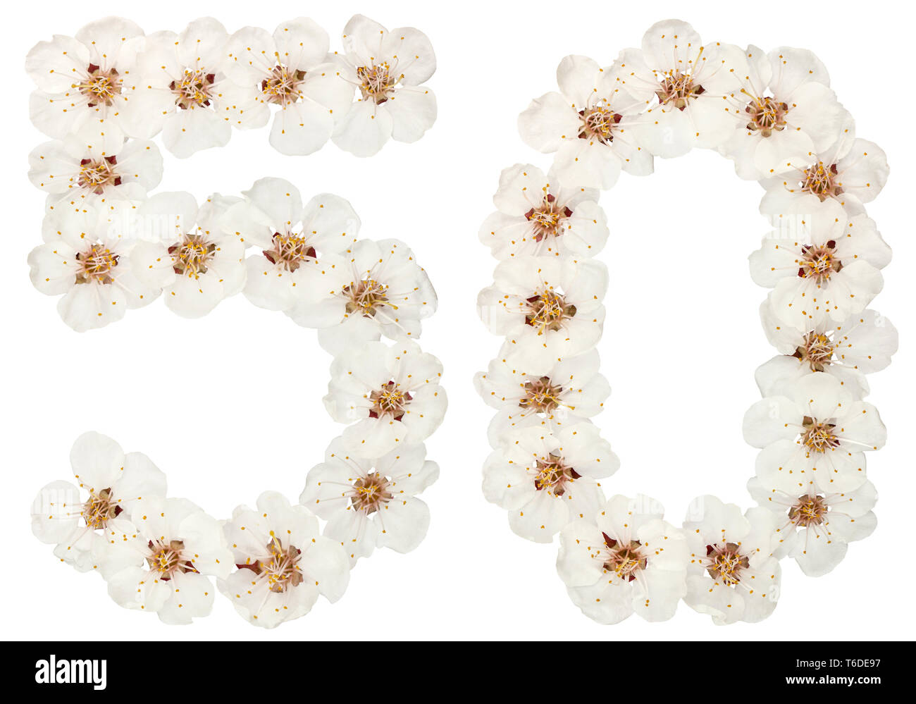 Numeral 50, fifty, from natural white flowers of apricot tree, isolated ...