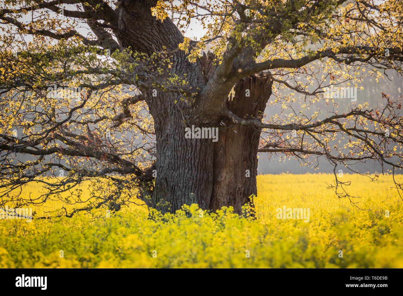 Yellow Field of oil seed rape flowers with a tree Stock Photo - Alamy