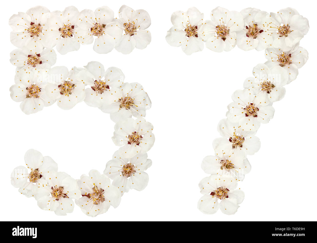 Numeral 57, fifty seven, from natural white flowers of apricot tree ...