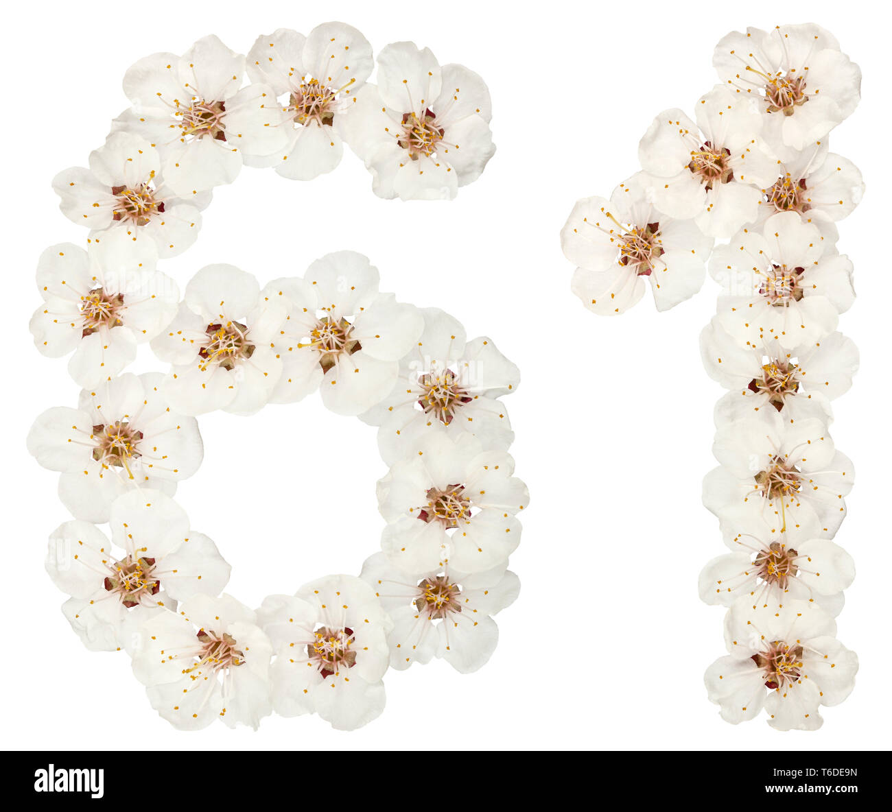 Numeral 61, sixty one, from natural white flowers of apricot tree ...