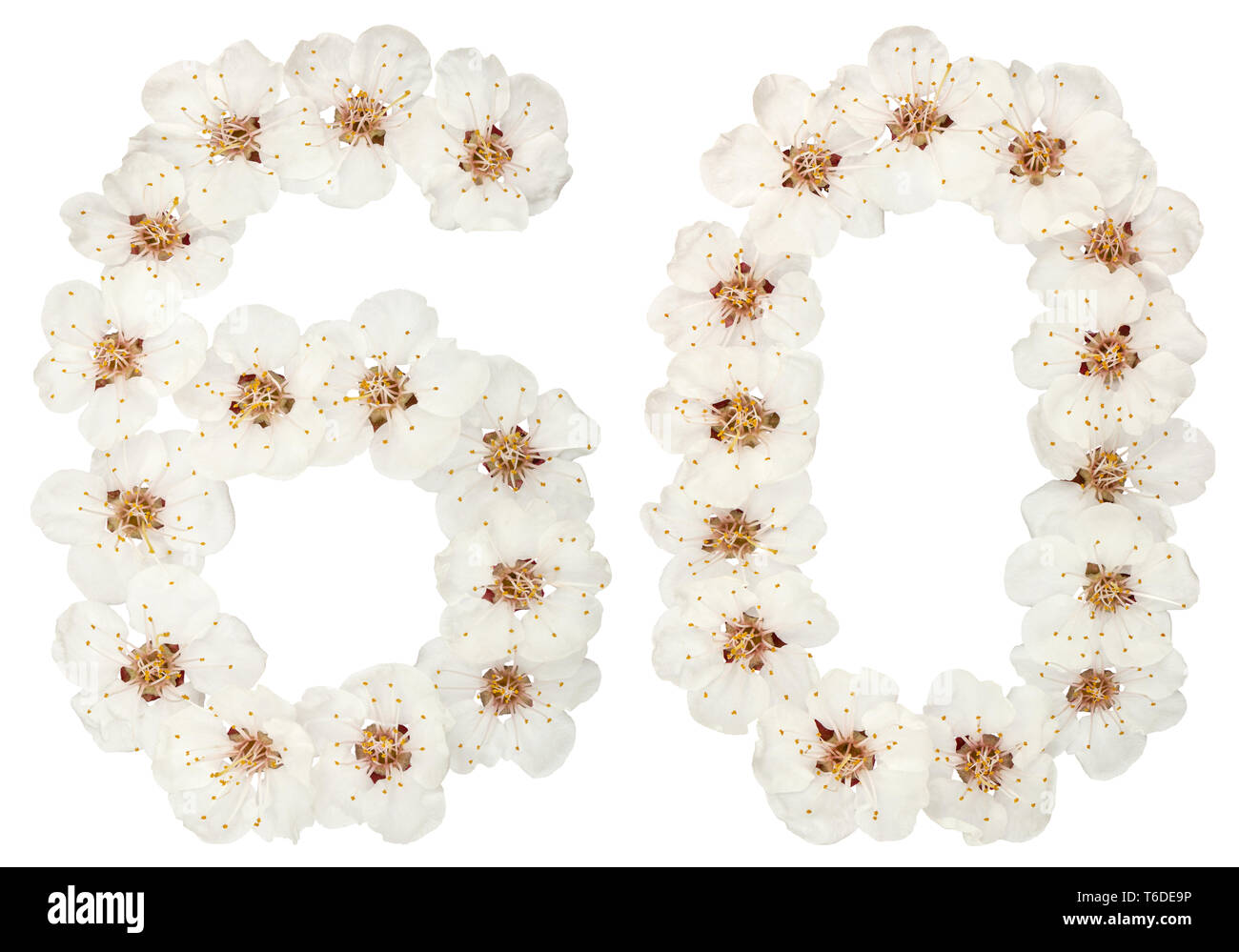 Numeral 60, sixty, from natural white flowers of apricot tree, isolated ...