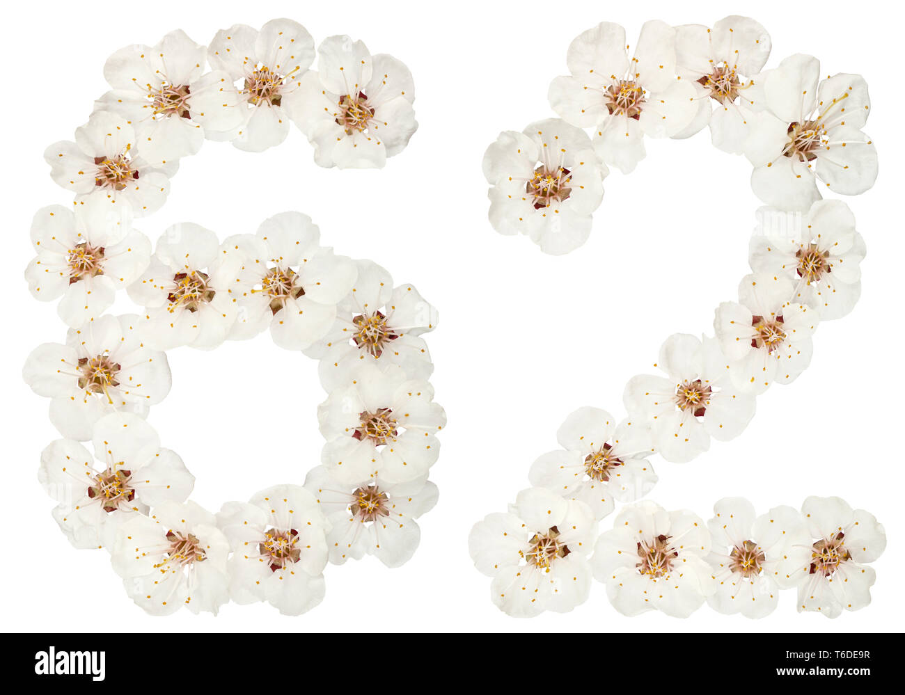Numeral 62, sixty two, from natural white flowers of apricot tree ...