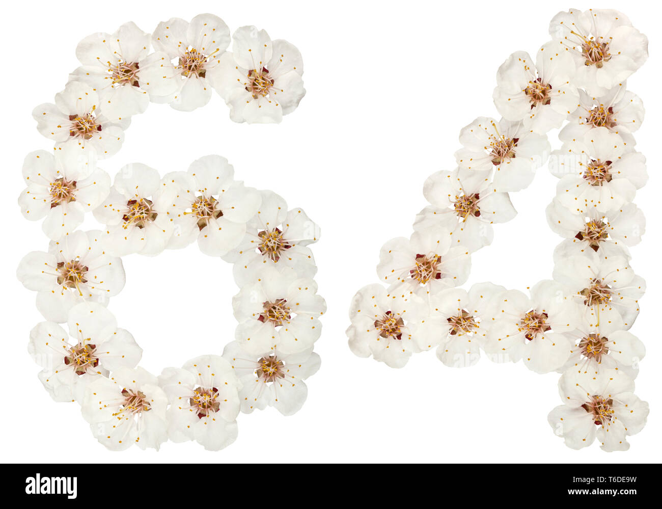 Numeral 64, sixty four, from natural white flowers of apricot tree ...