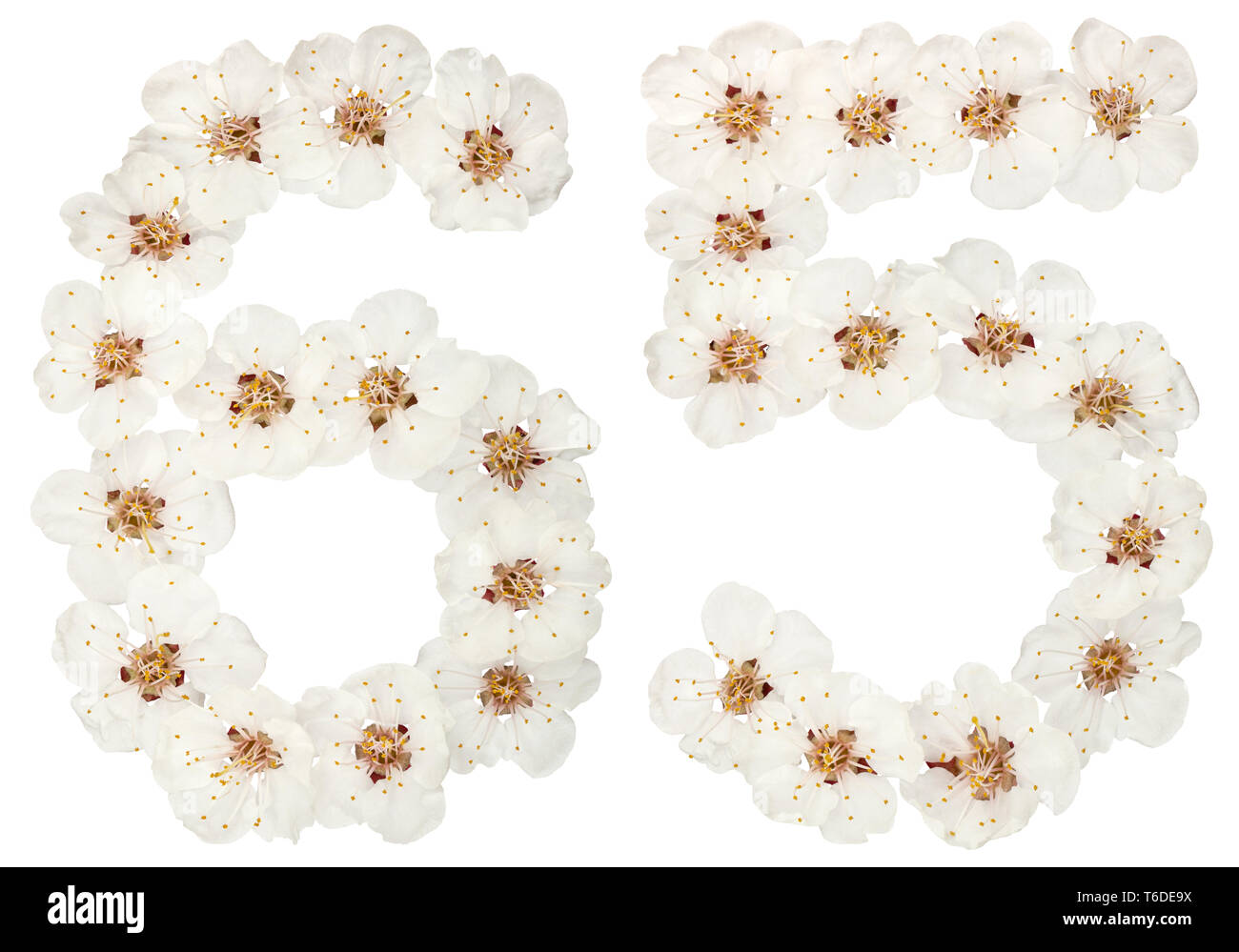 Numeral 65, sixty five, from natural white flowers of apricot tree ...