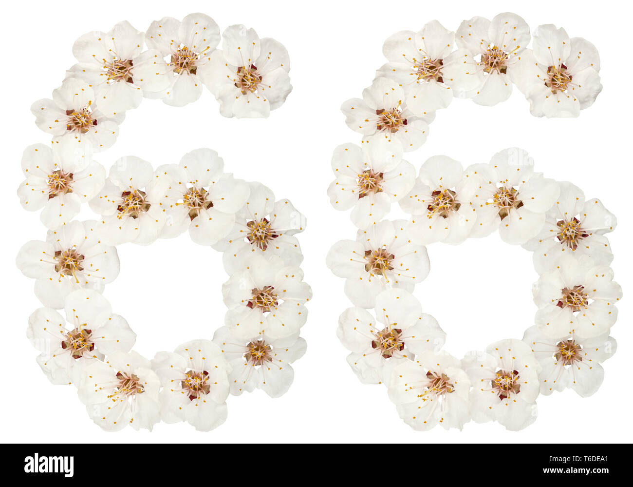 Numeral 66, sixty six, from natural white flowers of apricot tree ...